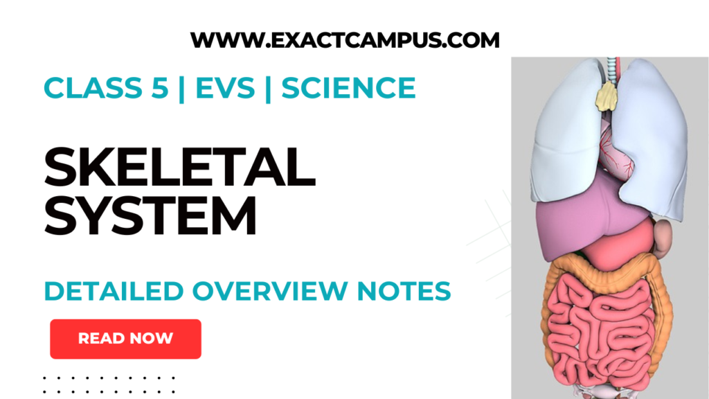 The Skeletal System: Your Body's Super Framework | Class 5 Science ...