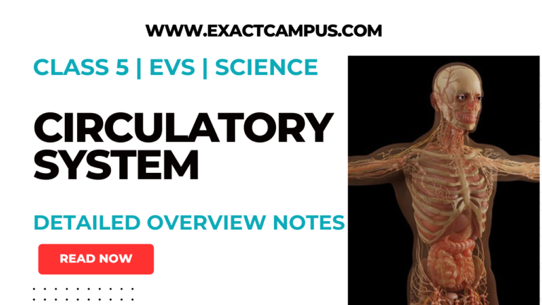 The Circulatory System: Your Body's Amazing Transport Network | Class 5 ...